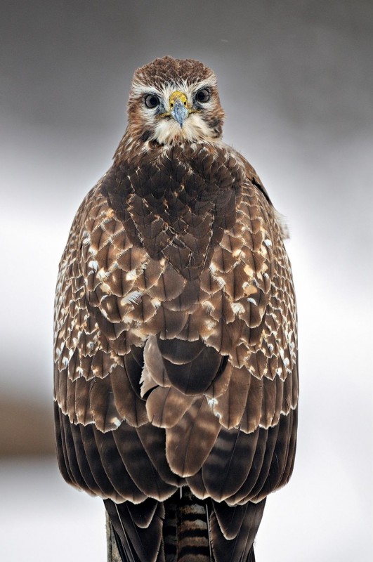 Buse | Centre Nature Les Cerlatez